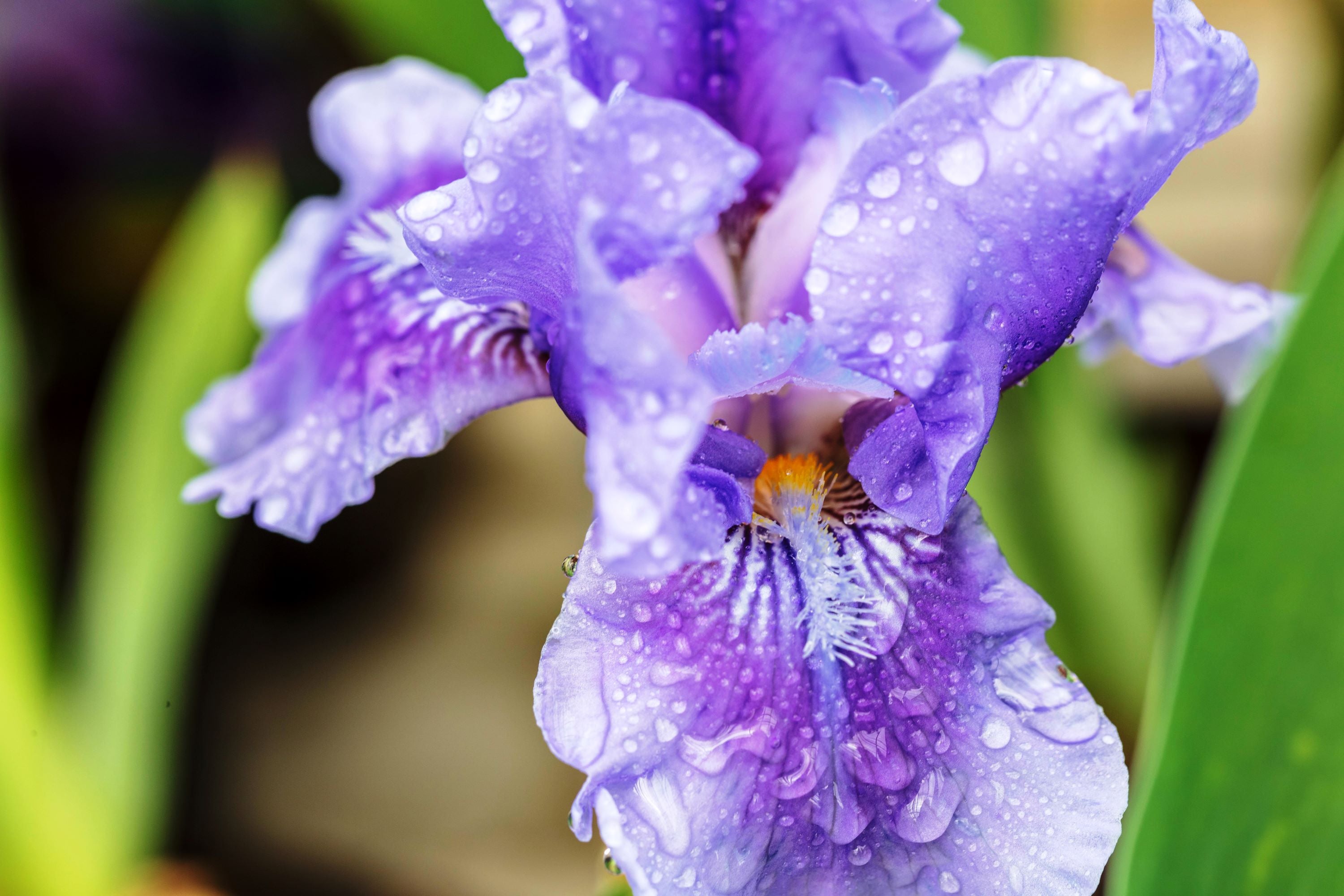 Powdery perfumes: embracing softness and elegance – O.R. Parfums